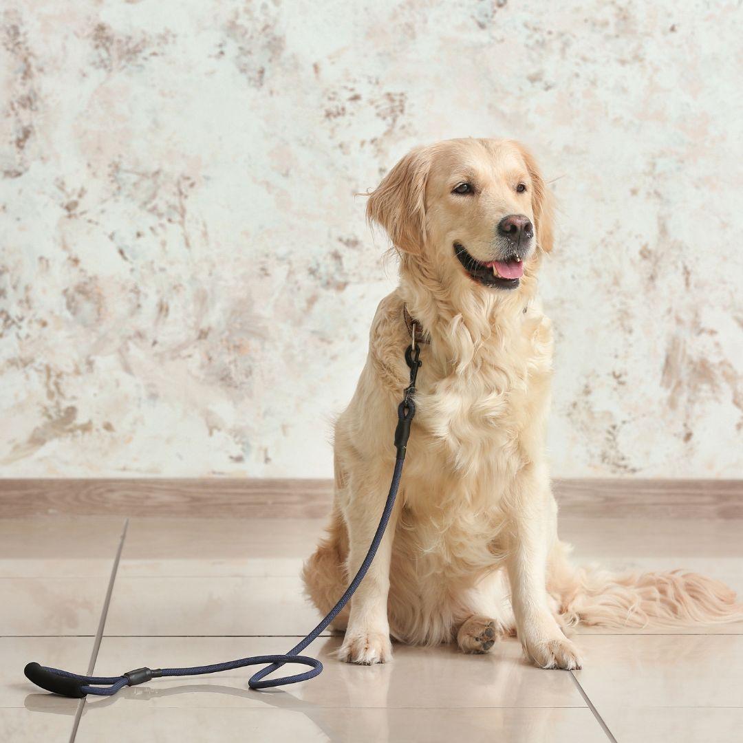 How to Teach a Dog Off Leash: Training Made Simple - Potty Buddy™