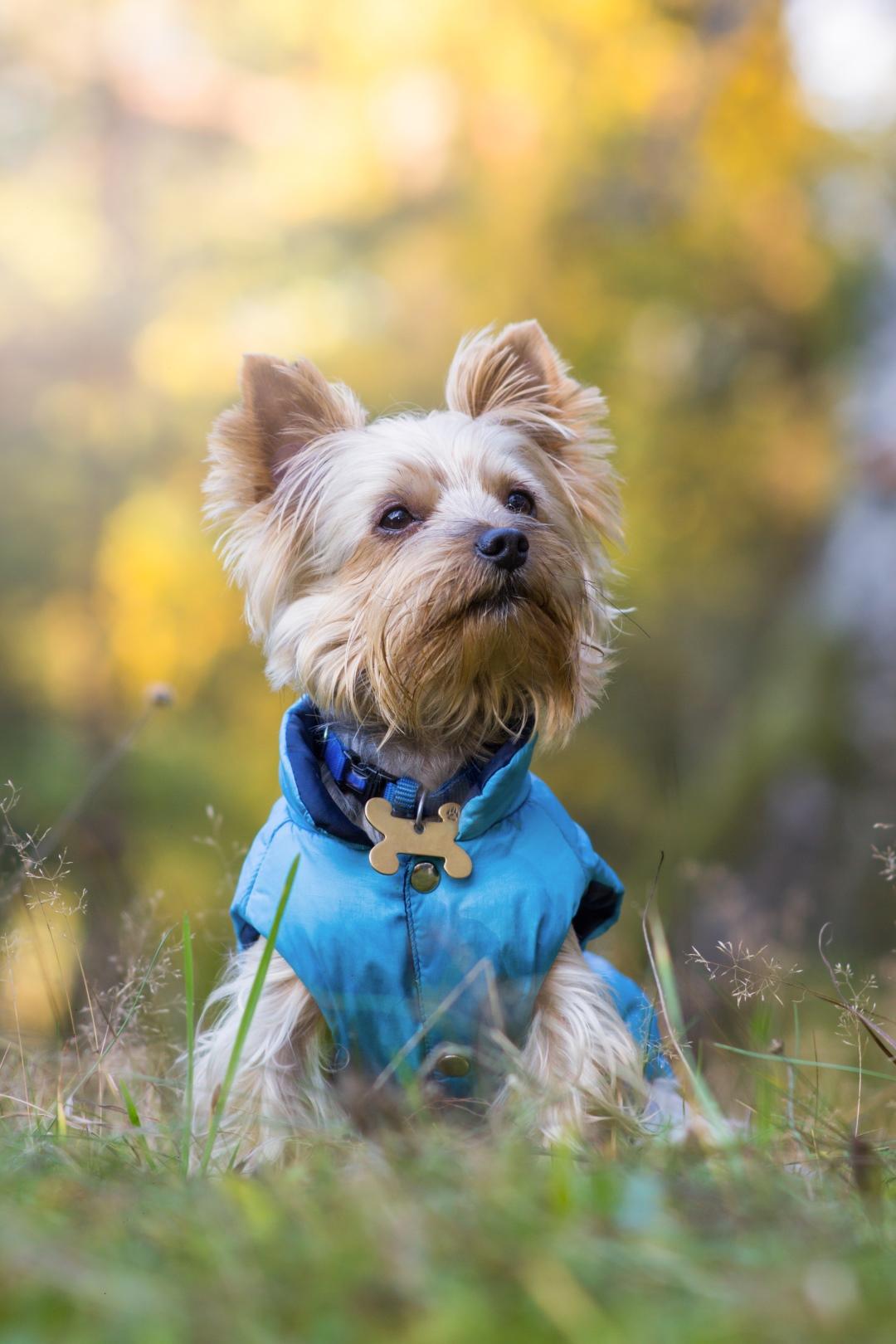 Small Dog Names: 300+ Cute, Funny & Unique Ideas for Puppies - Potty Buddy™