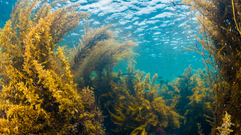 How Eating Seaweed Can Save the Planet: The Superfood of the Sea ...
