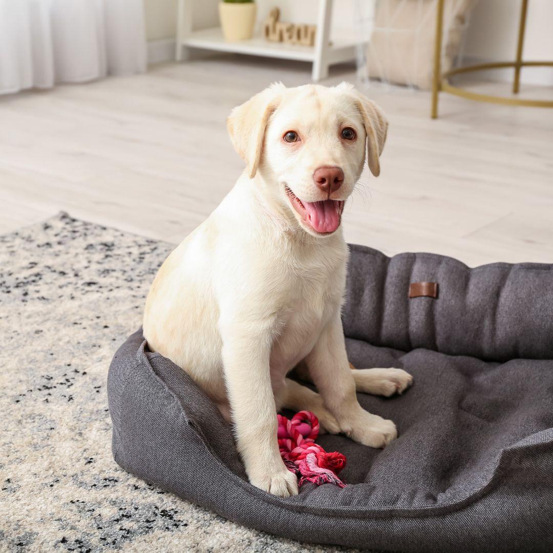 How to Train Your Dog to Give Paw | Potty Buddy - Potty Buddy™