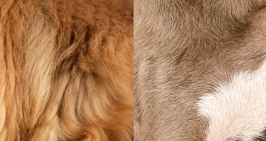 Why Pit Bulls Suffer from Itchy Skin. The Genetic Truth