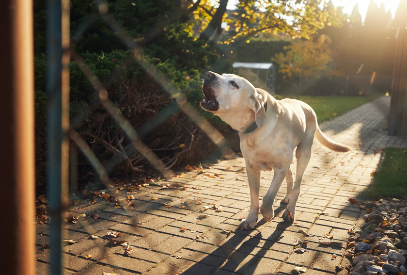 No More Barking at the Mailman! Tips to Stop Unwanted Dog Behaviors ...