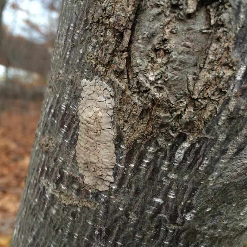 What Is The Spotted Lanternfly | Spotted LanternFly