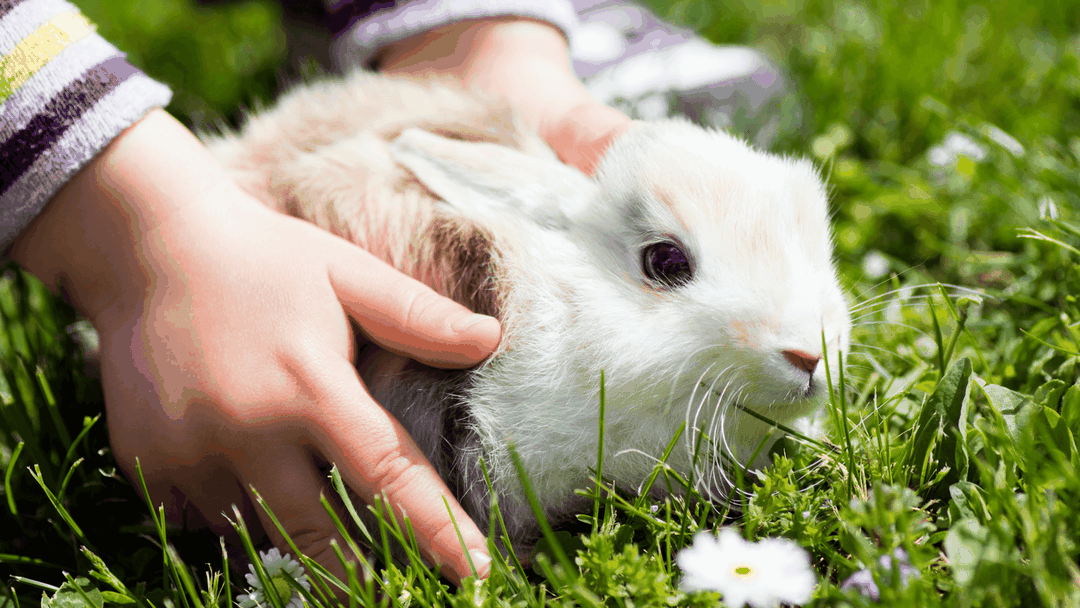 Is Your Child Ready For Their First Pet? – Door Buddy