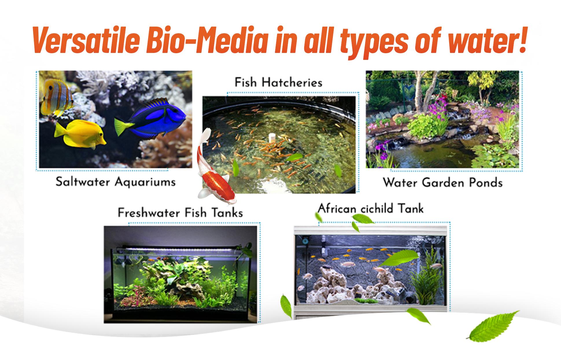 BioMedia – Aquatic Experts