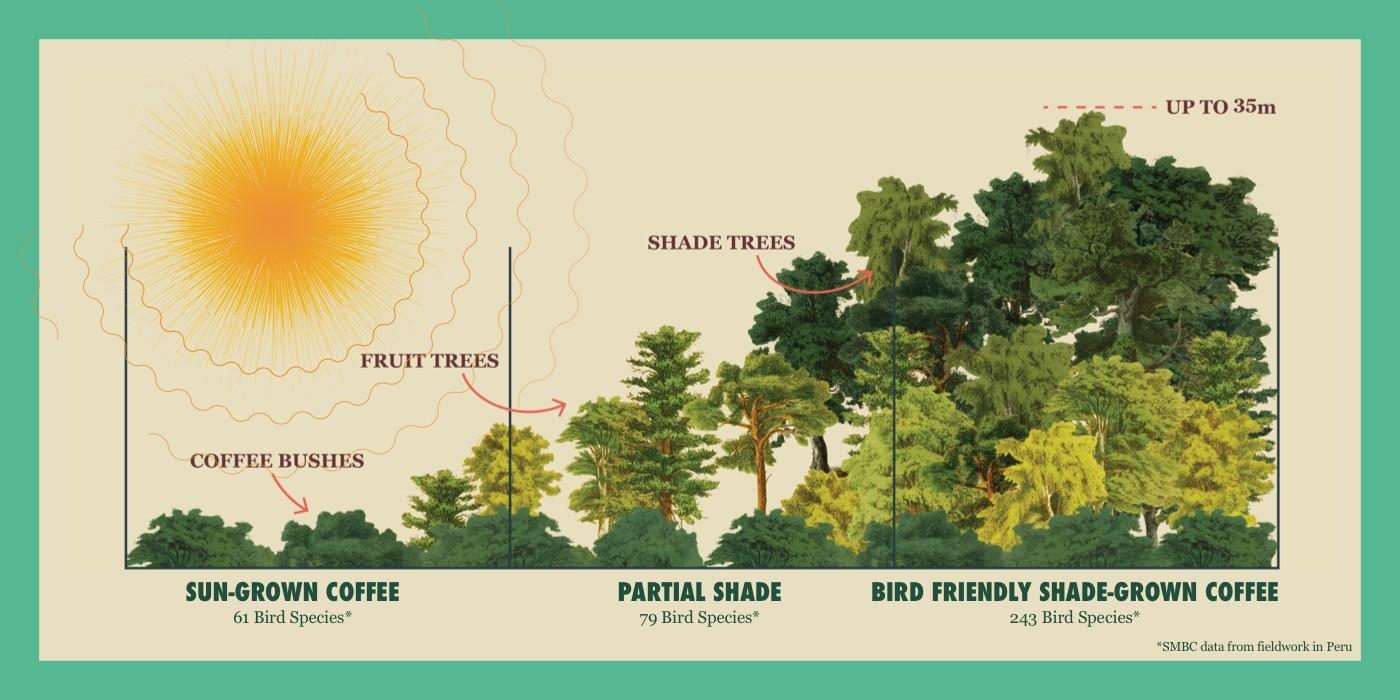 Why You Should Drink Bird Friendly Coffee