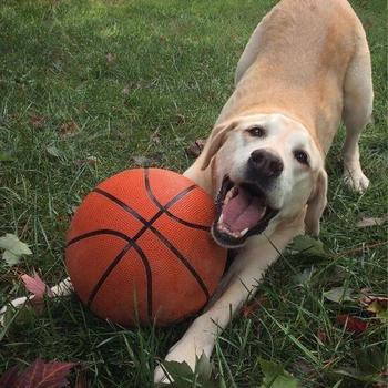 15 Minute Games to Play with Dogs – Door Buddy