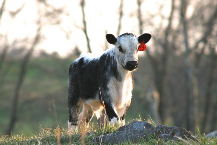 Our Cows – Chapel Hill Farm Randall Linebacks