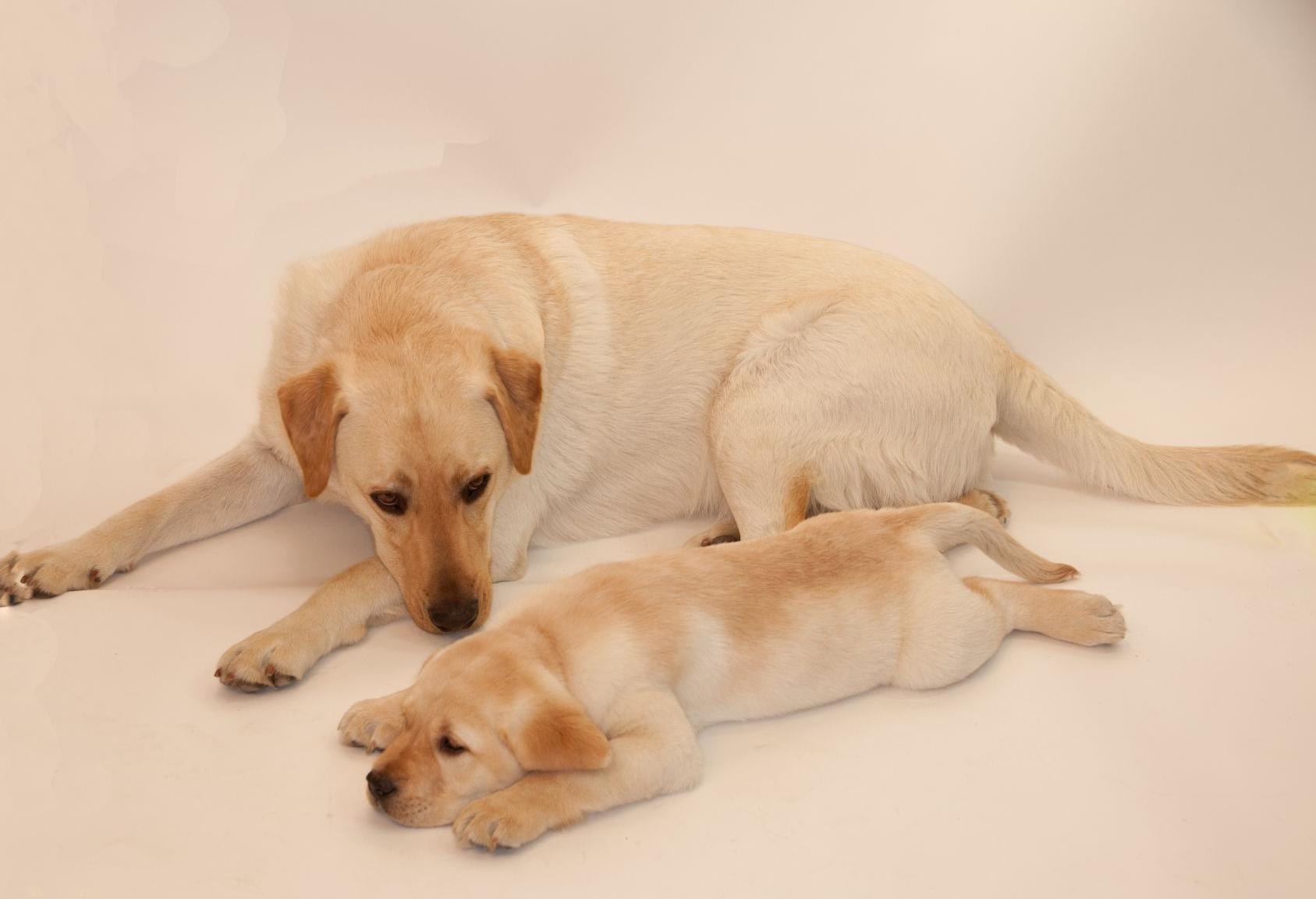 An Introduction to Stud Dogs - Potty Buddy™