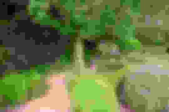 Merribee Gardens Visit — Aussie Gardener