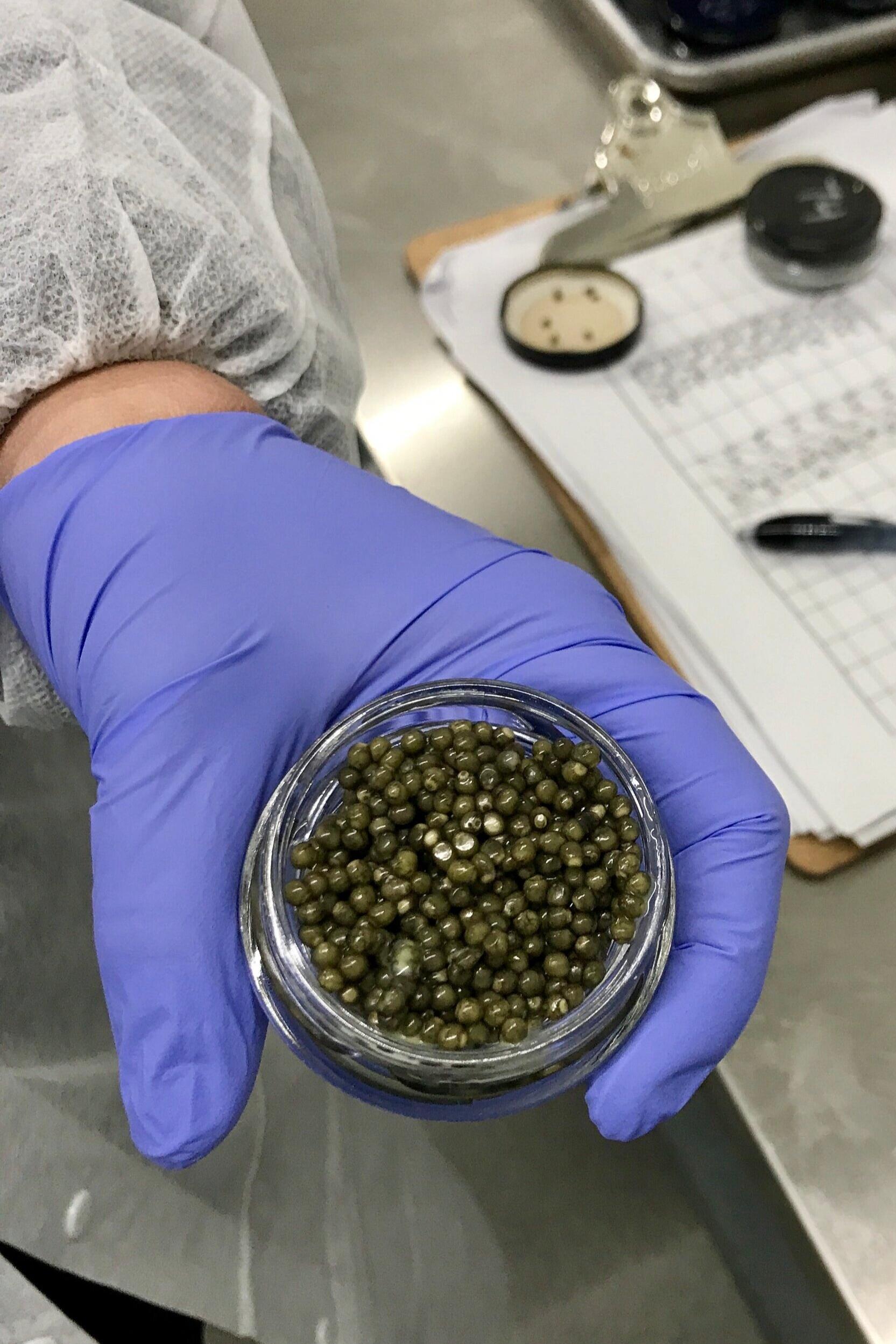 Locations – Tsar Nicoulai Caviar