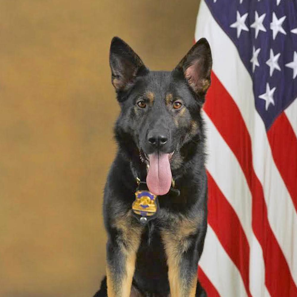 Thank You For Your Purchase. – Project K-9 Hero