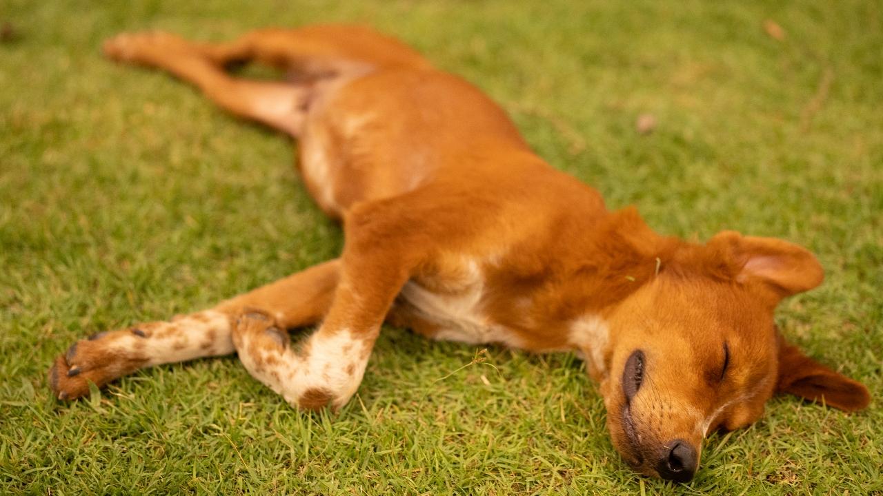 How to Teach Your Dog to Play Dead: Easy Step-by-Step Training Guide ...