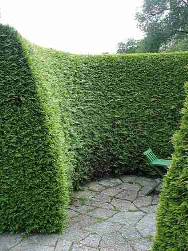 Hedges - Inspiration — Aussie Gardener