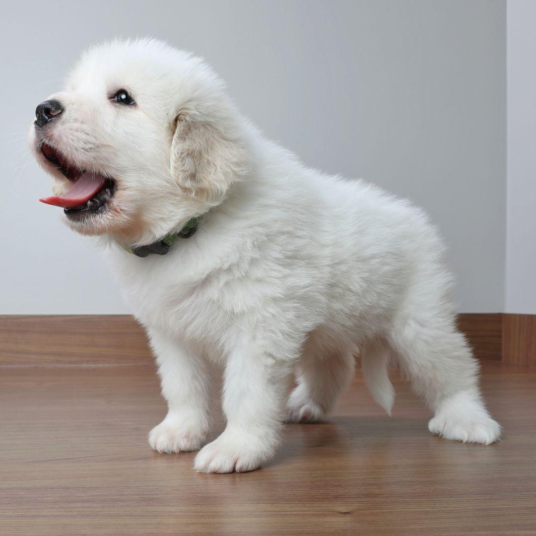 How to Train a Dog to Bark on Command or ‘Speak’ - Potty Buddy™