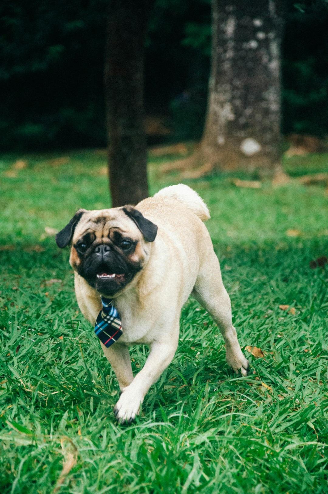250+ Best Pug Names: Cute, Funny, Unique Ideas for Male & Female Pugs ...