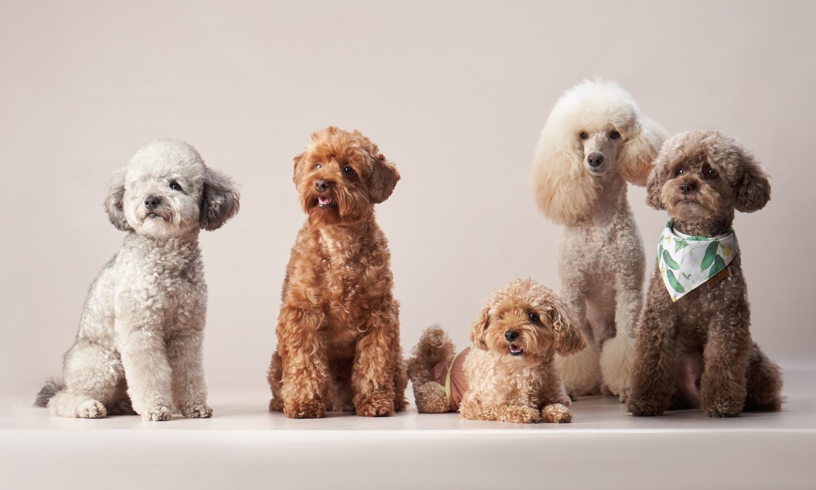 Popular Poodle Mixes & Doodle Cross Breeds: Complete Guide - Potty Buddy™