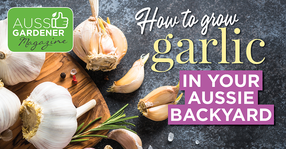 How to grow garlic in your Aussie backyard . — Aussie Gardener