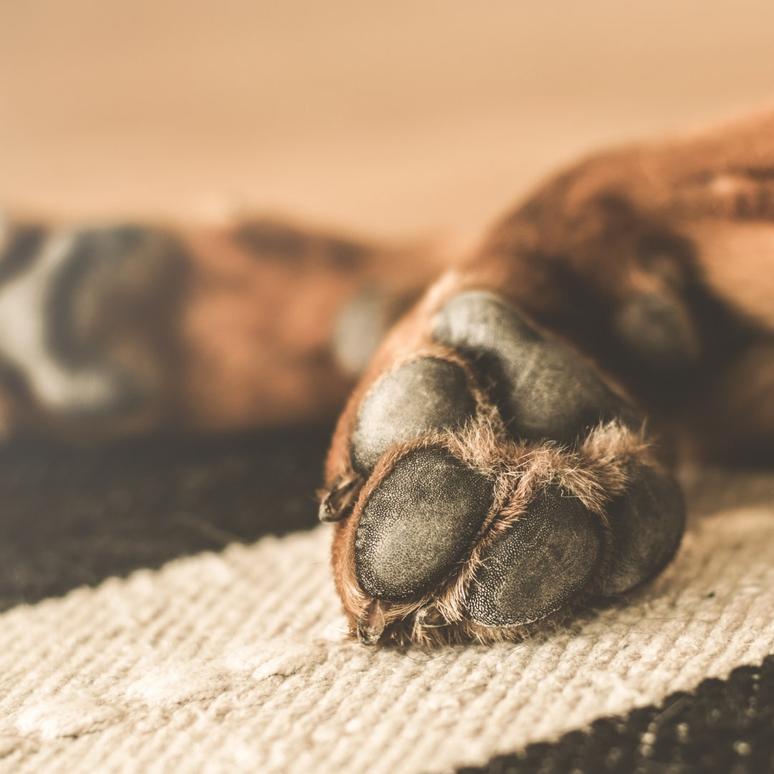5 Ways To Check For Sore Paws