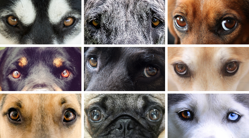 The Science Behind Why Dogs Stare At Us – 4Knines®