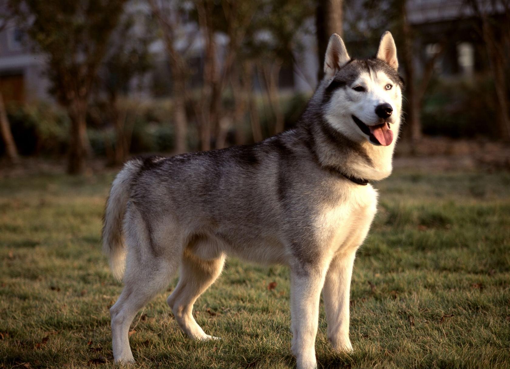 Siberian Husky Rescues: A Heartfelt Mission to Help the Homeless – 4Knines®