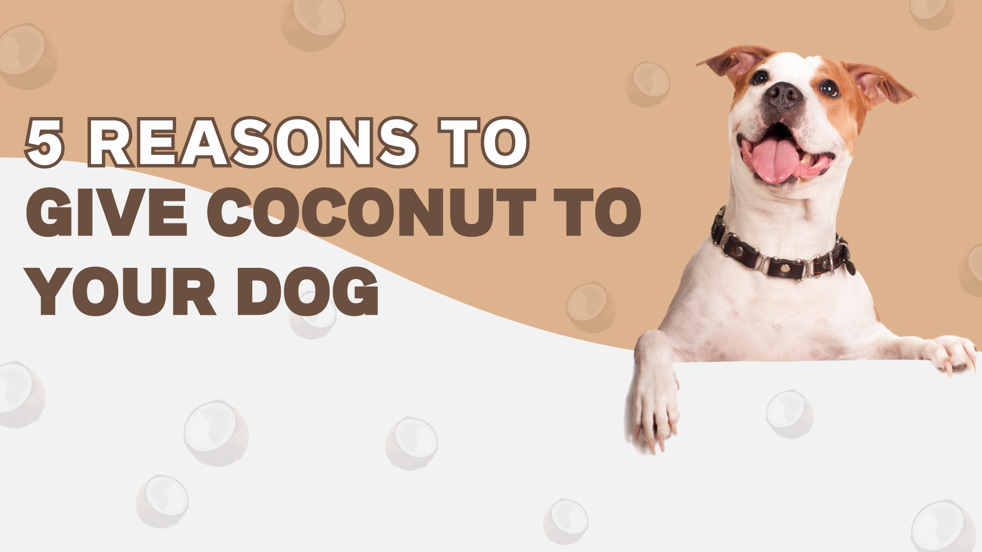 5 Reasons to Give Coconut to Your Dog – Pet Snacks