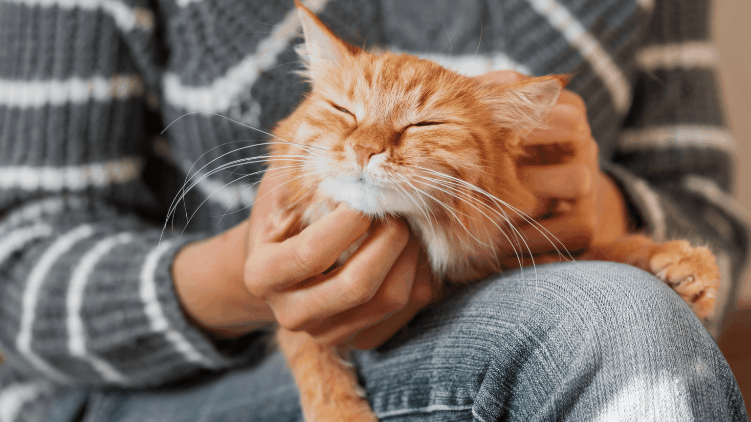 How To Get a Cat to Trust You in 5 Steps – Door Buddy