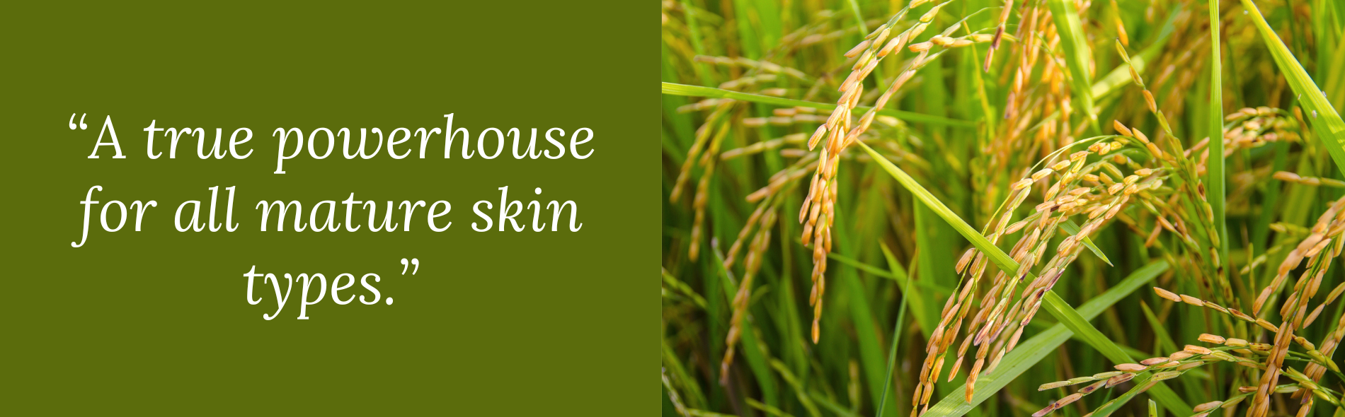 Rice Starch: A Hidden Gem in Skincare Ingredients