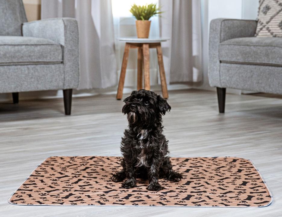 Dog Incontinence 101 - Common Causes and Treatment - Potty Buddy™