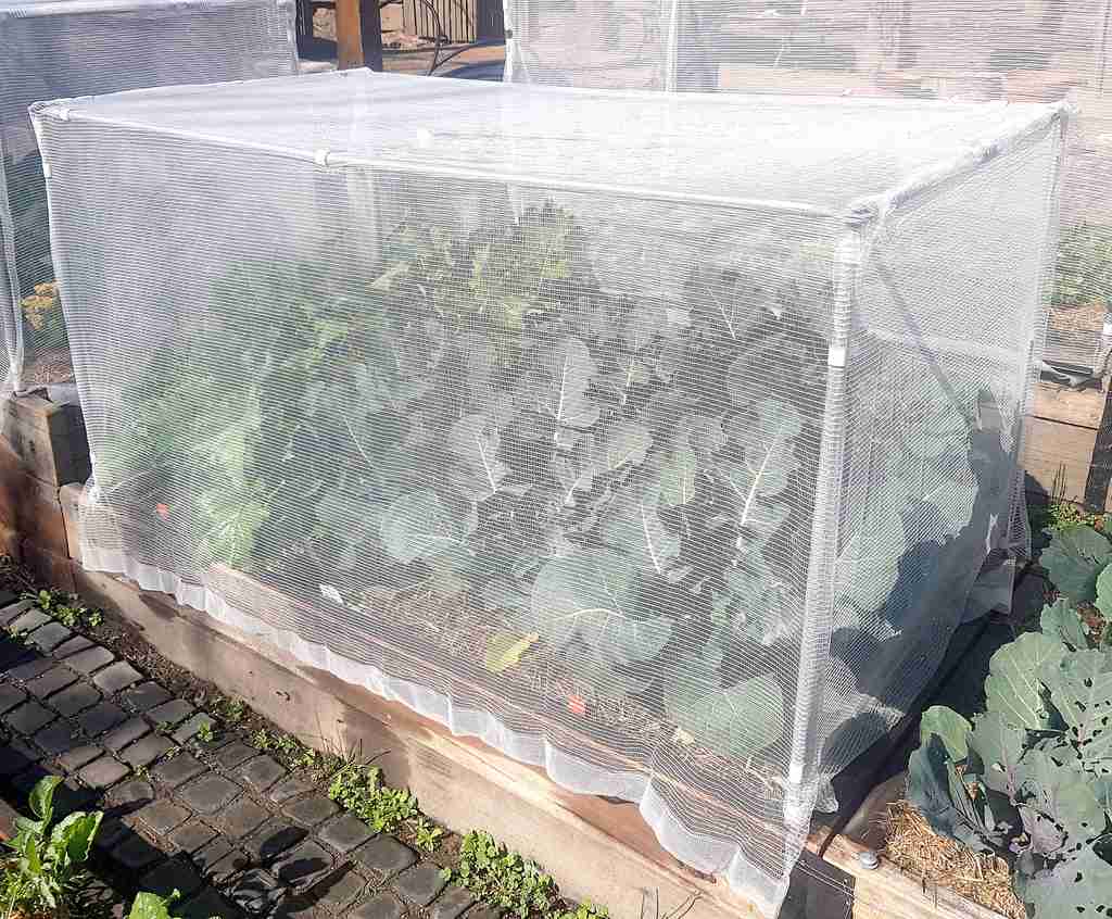 Kale – easy to grow with a few simple tricks — Aussie Gardener