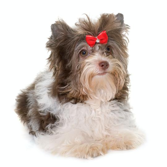 Small Dog Names: 300+ Cute, Funny & Unique Ideas for Puppies - Potty Buddy™