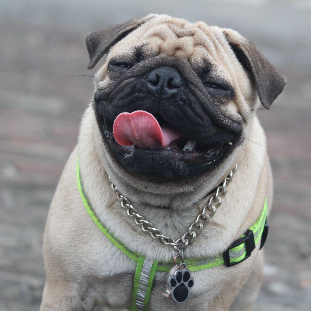 15 Top Cute Small Dog Breeds | Potty Buddy - Potty Buddy™