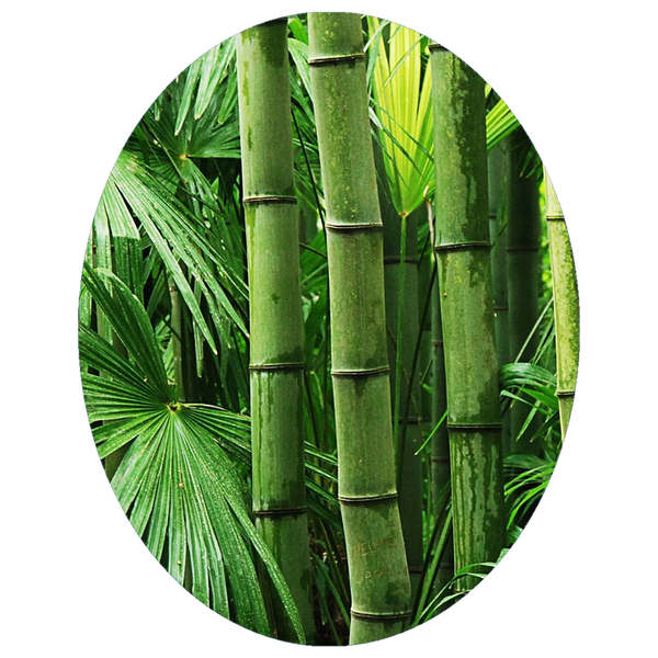 The Advanced Kit — More Hair Naturally