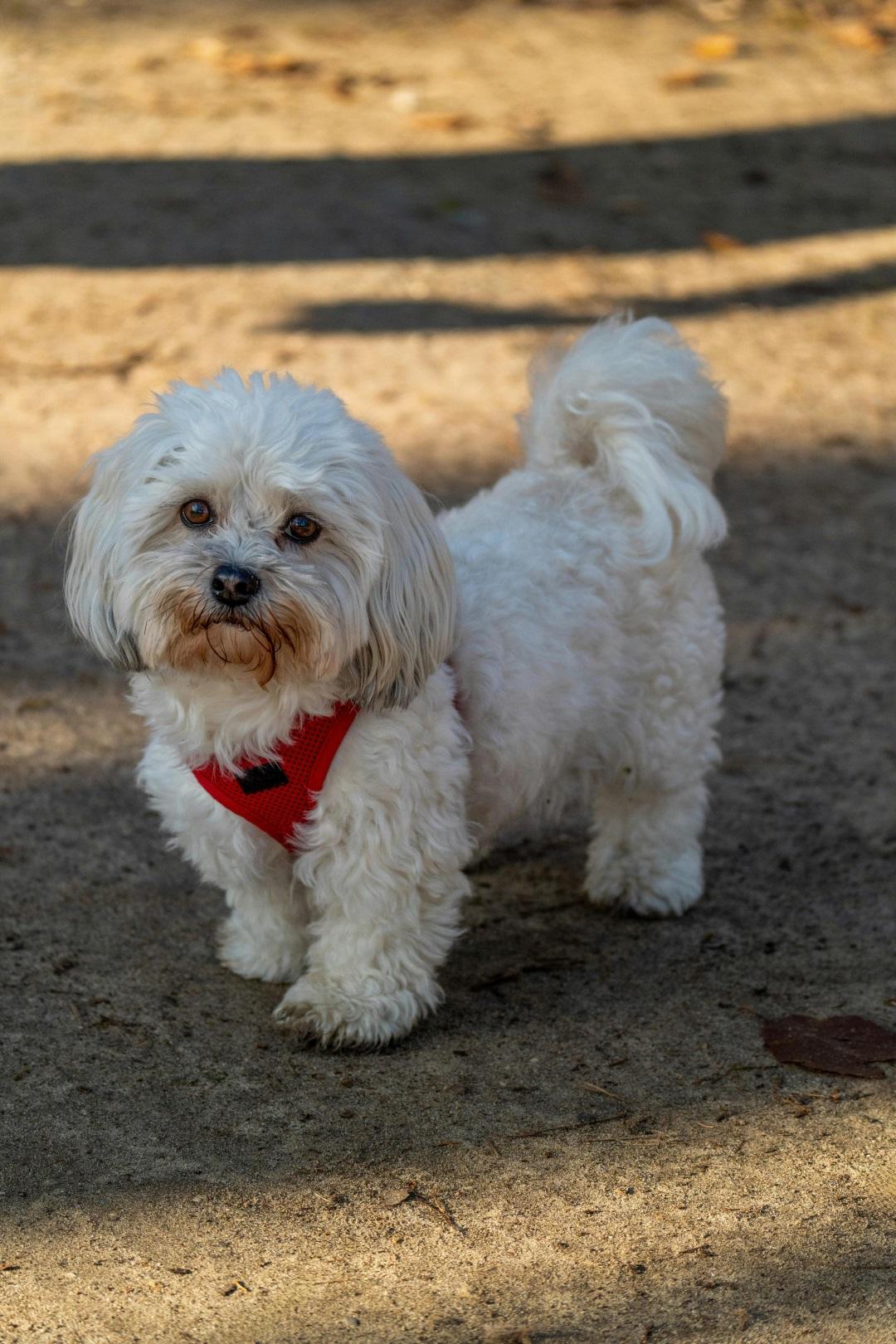 Best Lazy Dog Breeds: 25+ Low Energy Dogs for Busy Owners - Potty Buddy™