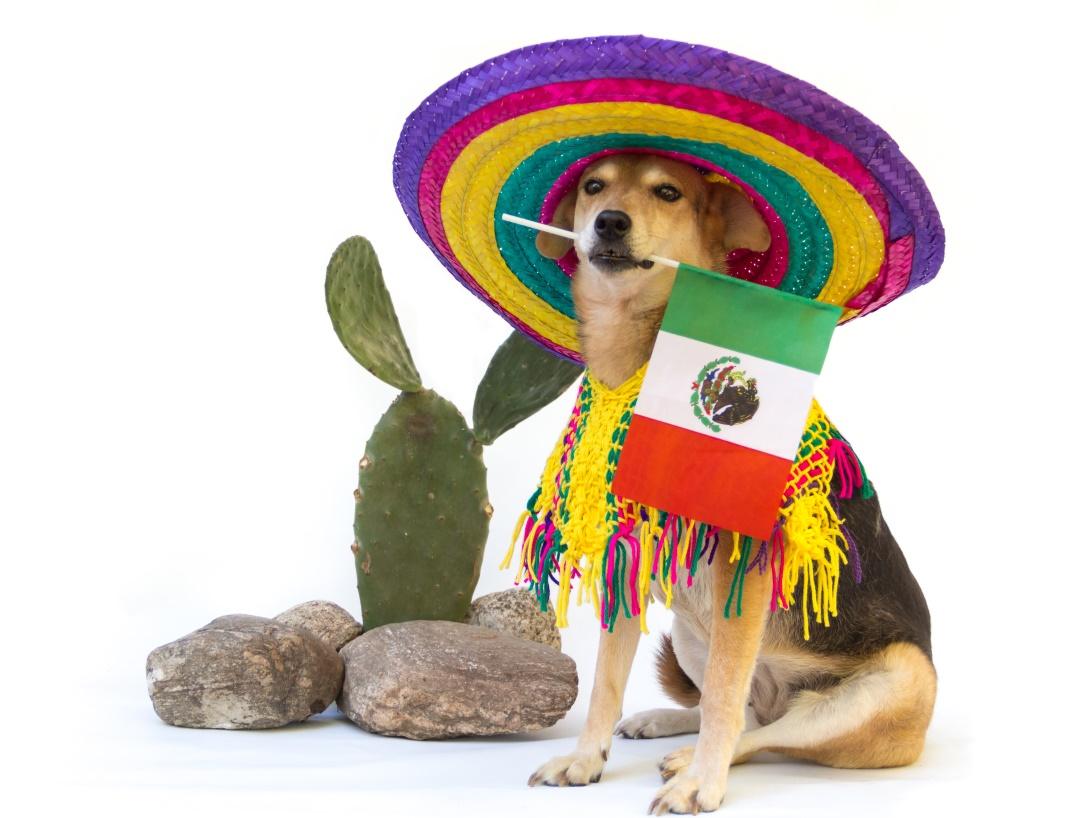 Mexican Dog Names: 300+ Best Names for Male & Female Puppies - Potty Buddy™