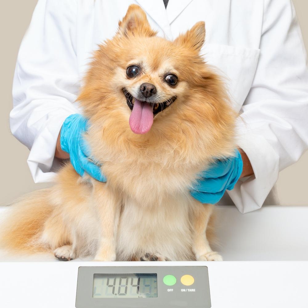 Diabetes in Dogs: Symptoms, Causes, Diagnosis & Treatment Guide - Potty ...