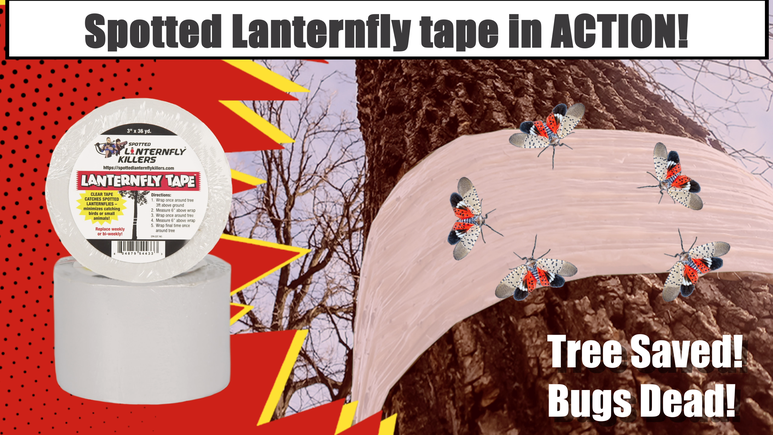 Spotted Lanternfly Tape