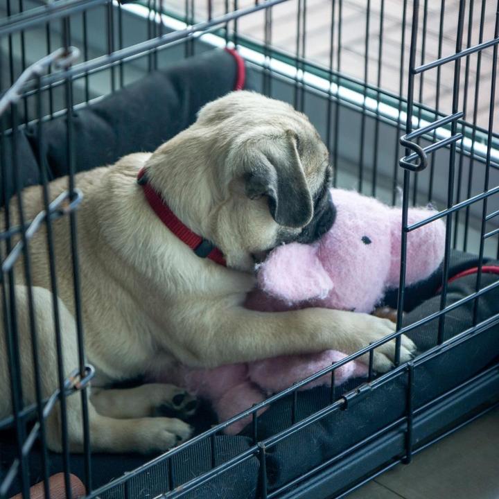 So Your Puppy Whines in the Crate - Here’s How to Fix It - Potty Buddy™