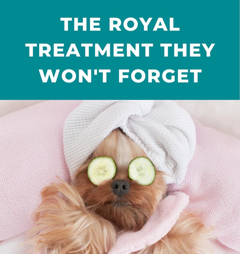 Pampered Pooch - The dog spa day (at home edition) - Potty Buddy™
