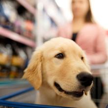 8 Amazing Money Saving Tips for Dog Owners - Potty Buddy™