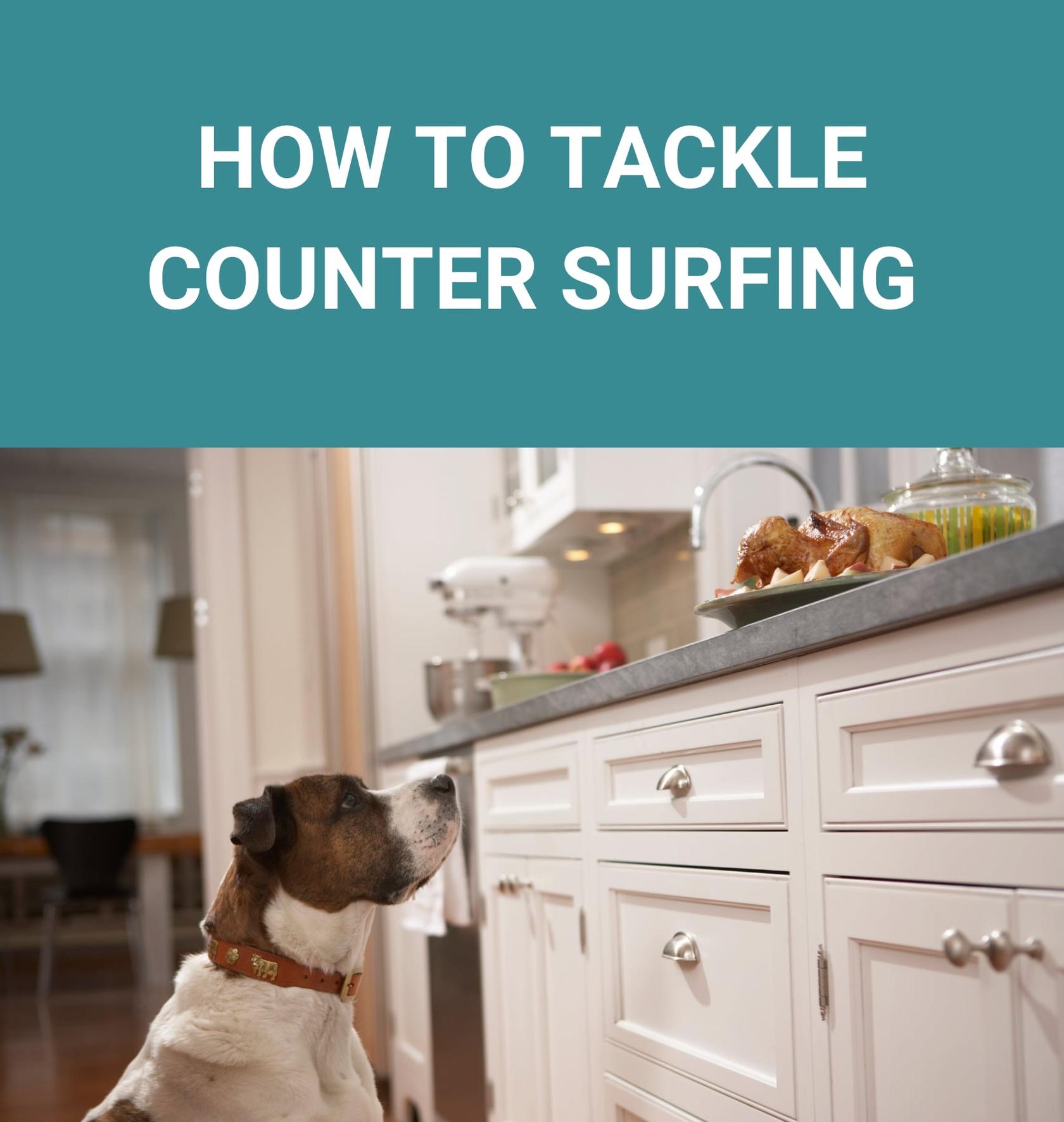 Why Does My Dog Counter Surf (& How To Stop It!) - Potty Buddy™