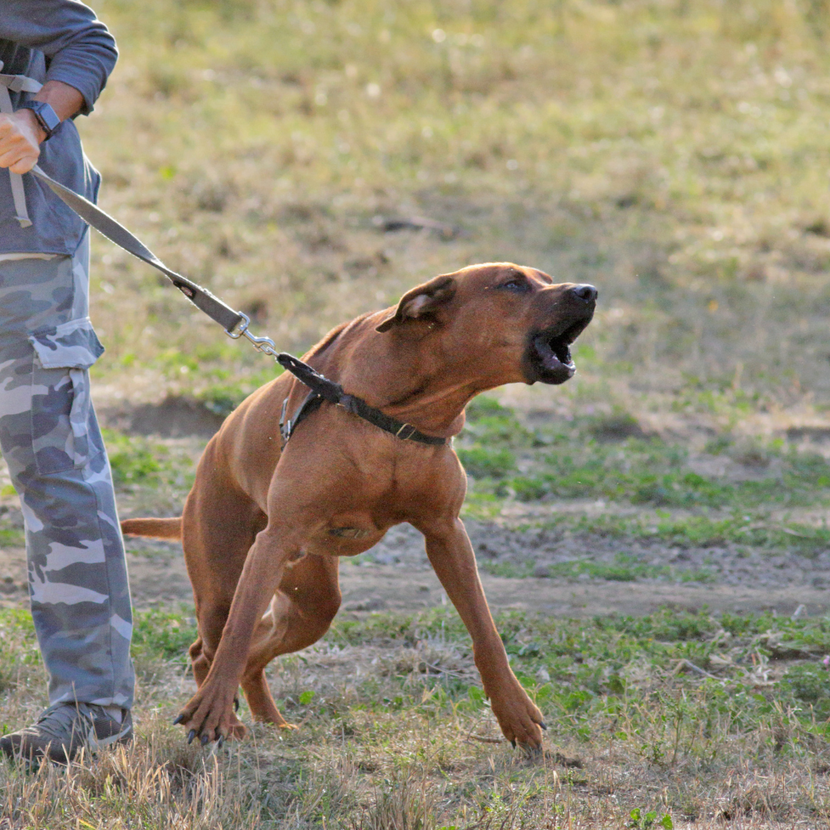 Dealing With Dog Aggression - Potty Buddy™