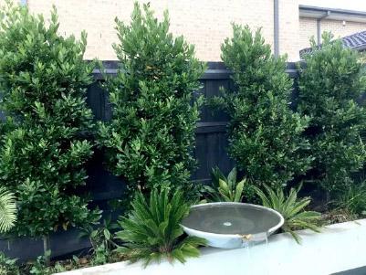 Top 10 Hedges For Privacy In Australia — Aussie Gardener