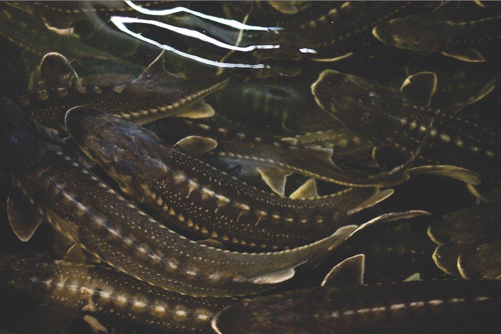 How Is Caviar Made? Delving into the Art of Fish Egg Perfection ...