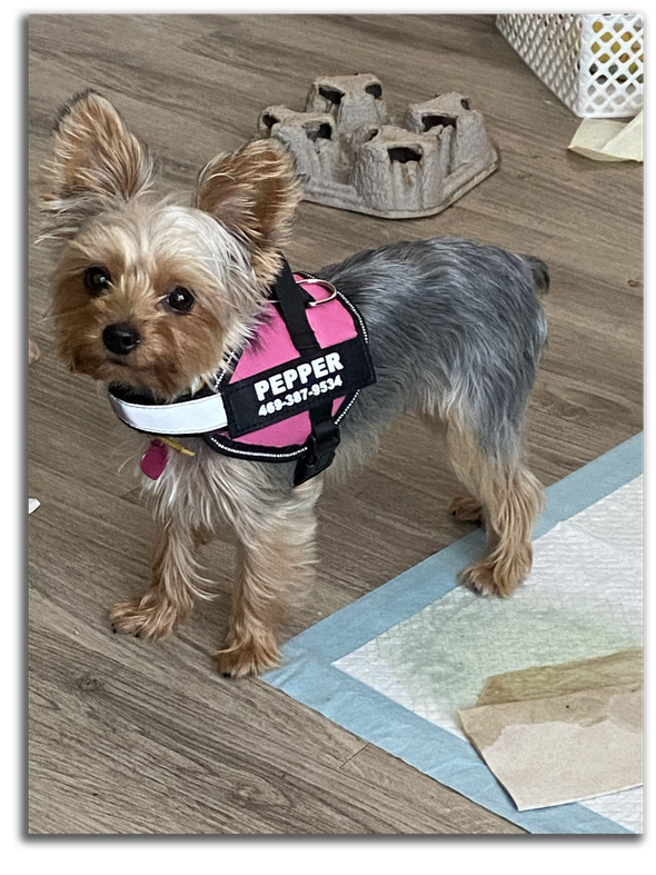 TrueHarness™ - The Personalized No-Pull Dog Harness