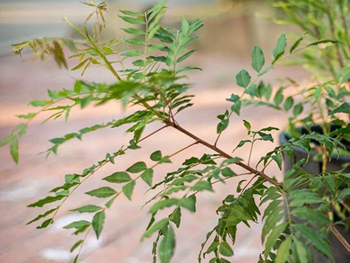 Firm-Focus Firming Face Serum | The Ayurveda Experience