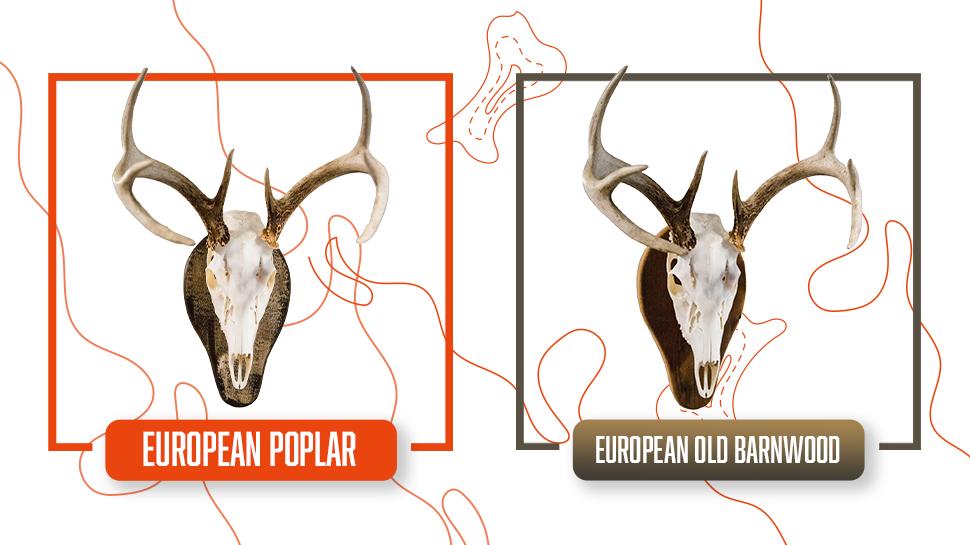European Mounts – Outdoor Hunting Lab