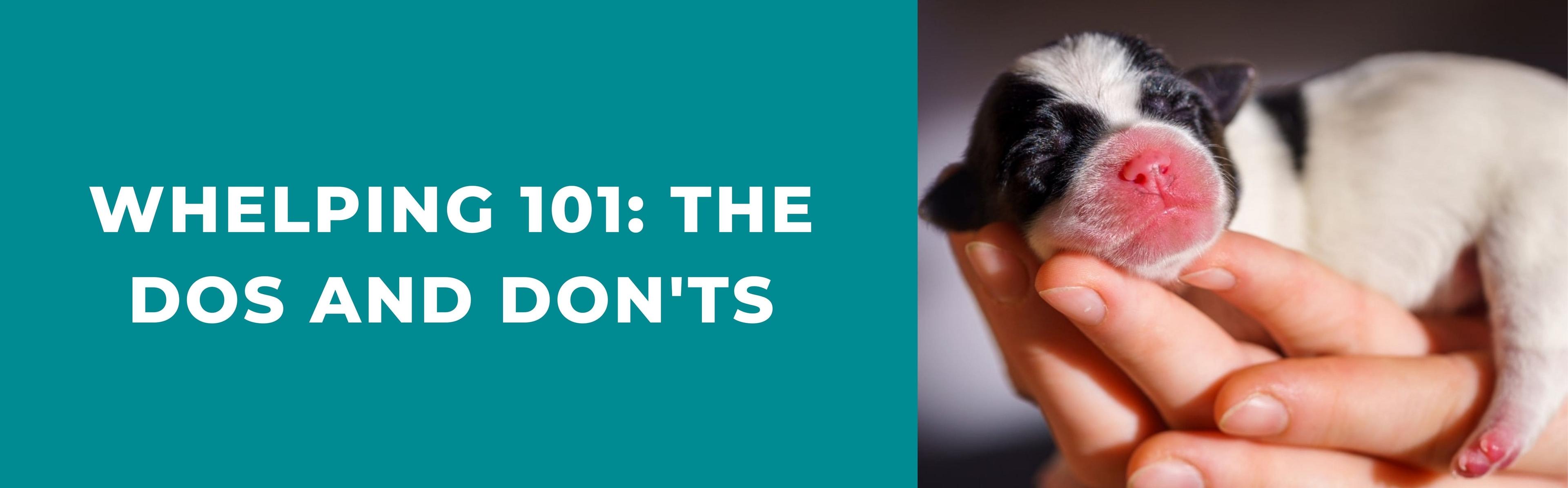 Whelping 101: The Dos and Don'ts - Potty Buddy™