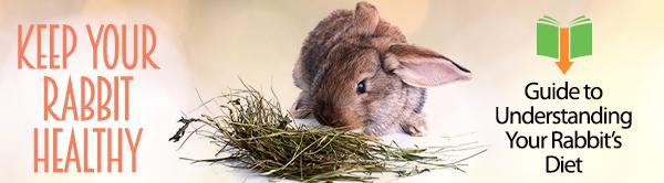 Rabbit Care 101: Feeding Your Rabbit Hay Tips and Tricks
