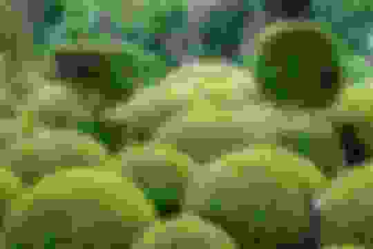 Merribee Gardens Visit — Aussie Gardener